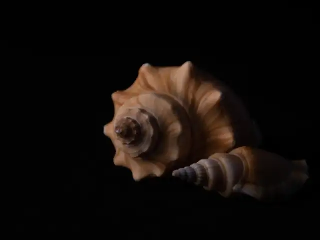 घर में शंख रखने का है एक आध्यात्मिक महत्व - what is the spiritual ...