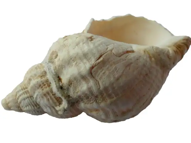 घर में शंख रखने का है एक आध्यात्मिक महत्व - what is the spiritual ...