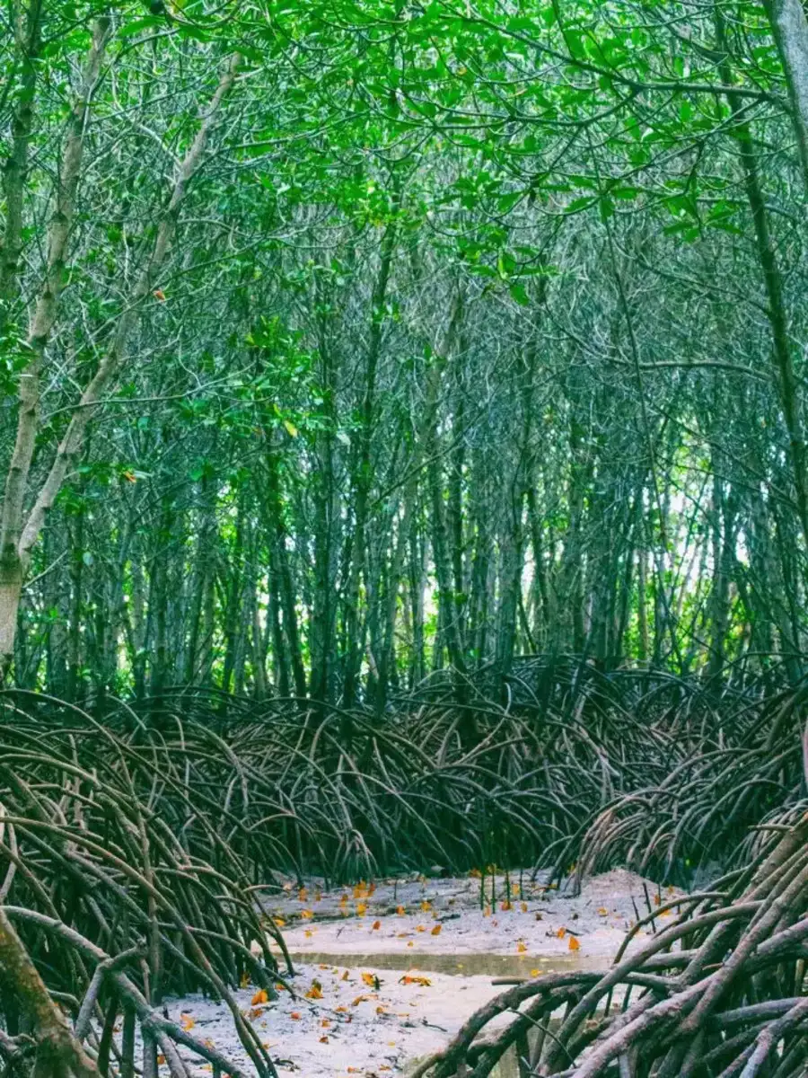 Paravoor Mangrove Forest | തിരക്കുകൾ നിന്ന് മാറി കണ്ടൽക്കാടുകൾക്ക് ...