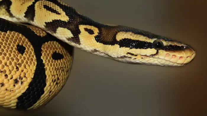 How do pythons swallow large Animals Video goes viral | इवलासा साप ...