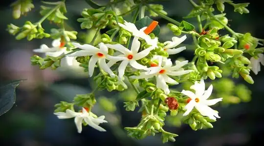 Parijata Flower Story In Kannada | Best Flower Site