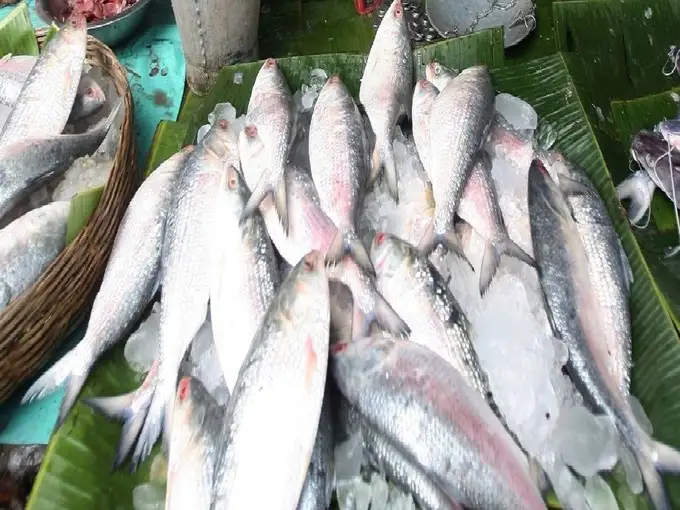 Hilsa Fish
