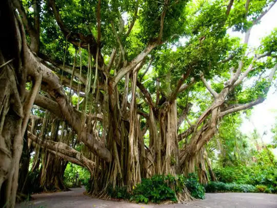 how to worship banyan tree