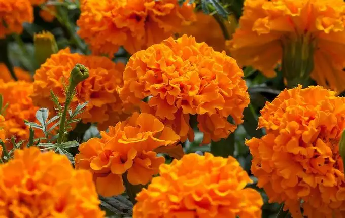 વેદોમાં જણાવ્યા મુજબ દેવતાઓને ગલગોટાના ફૂલ ચડાવવાથી અહંકાર ઓછો થાય છે ...