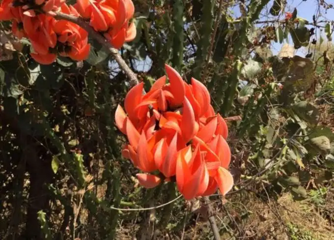 પાઈલ્સમાં રાહત આપેઃ