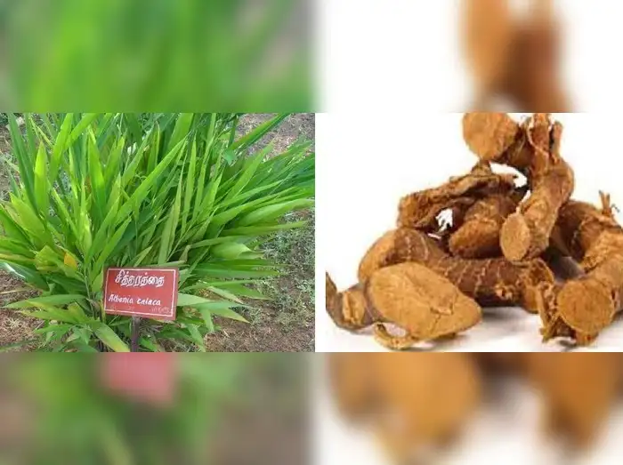 அரத்தை, சிற்றரத்தை, சித்தரத்தை என்று பேச்சுவழக்கில் சொல்லப்படும் இது ...