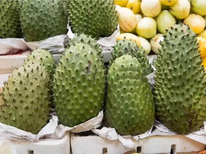 health benefits of soursop hanuman phal lakshman phal fruit