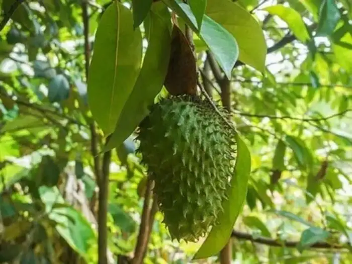 hanuman phal or soursop is a miracle fruit health and know benefits of ...