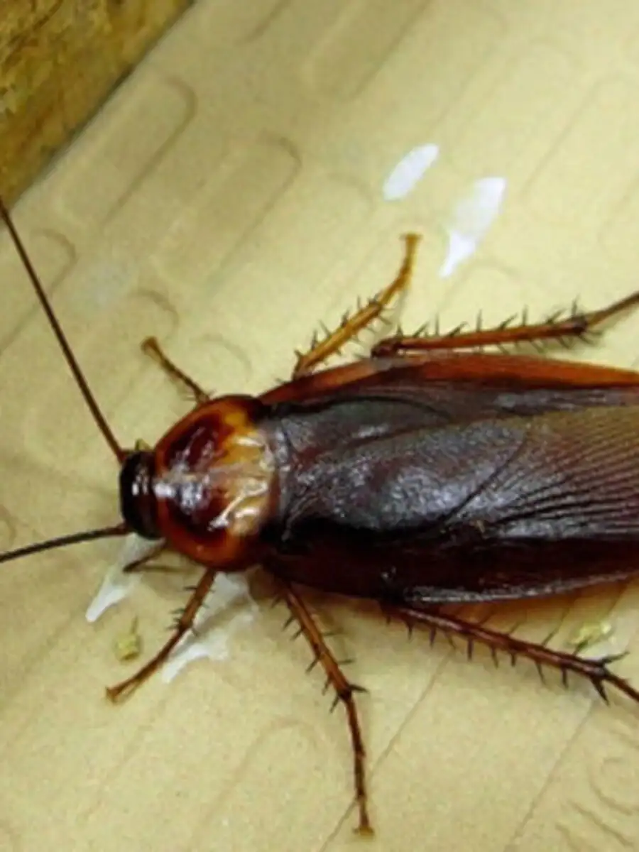 Man Turns Backyard Upside Down Because Of Cockroach Video Will Shock ...