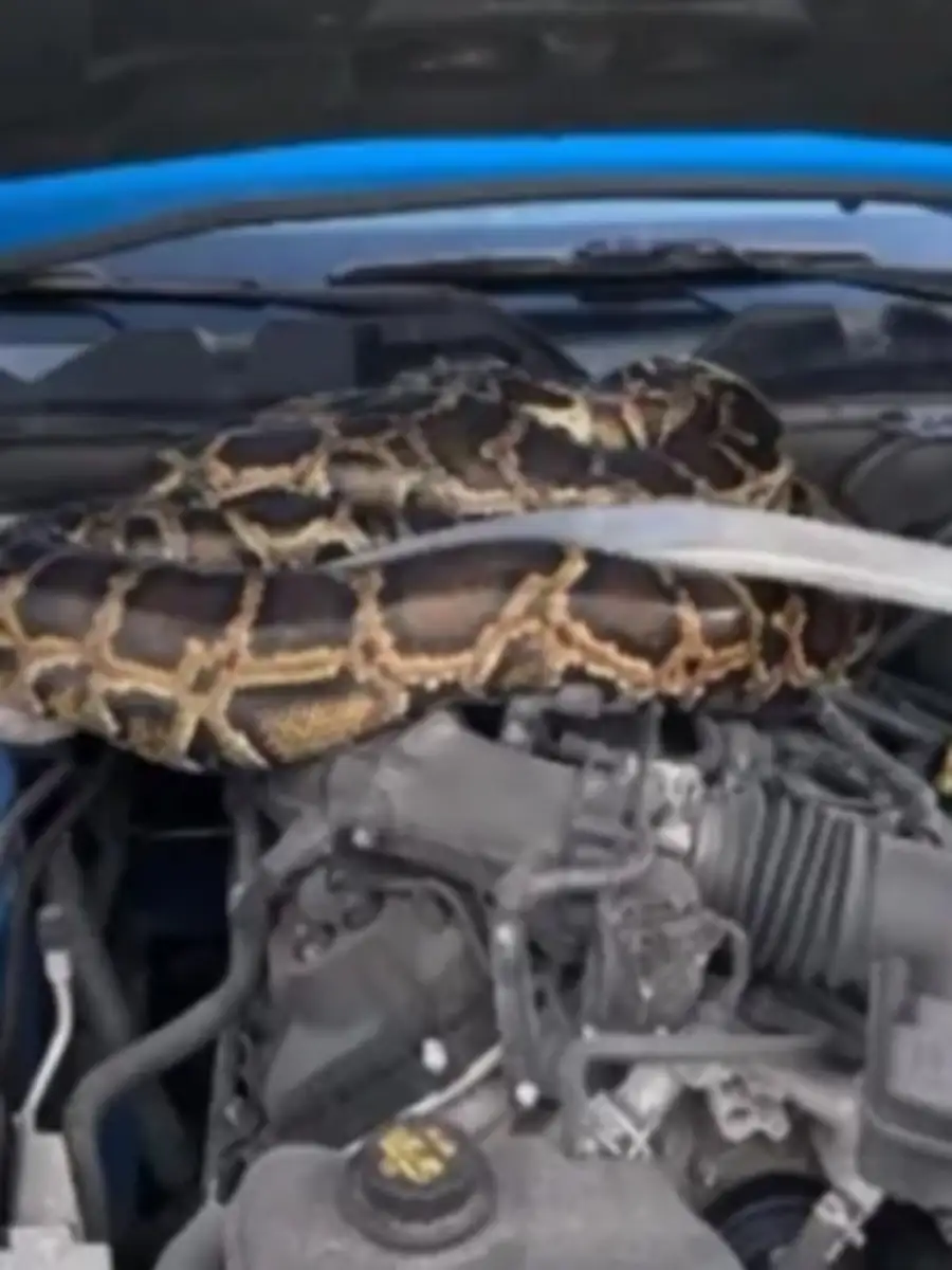 When Python Got Stuck in Mustang Car Engine Rescue Video Goes Viral ...