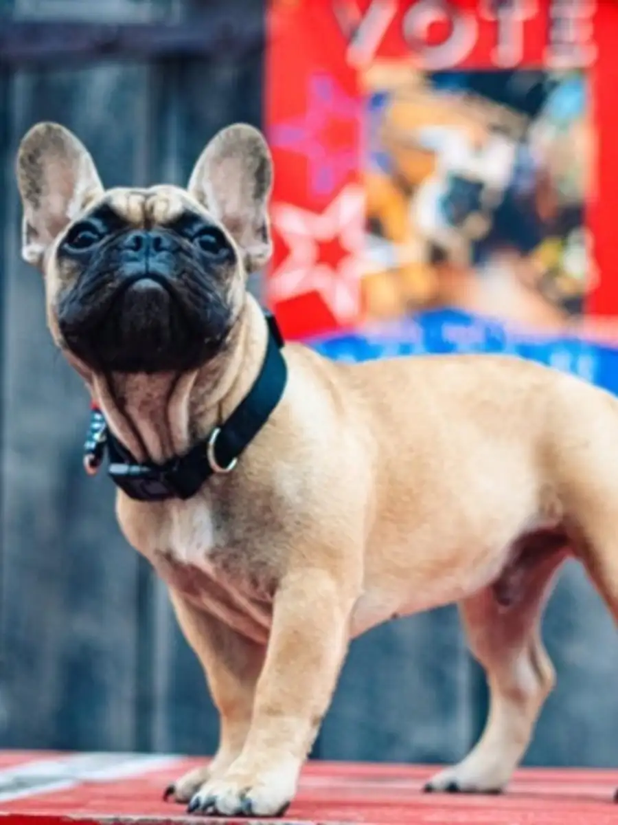 Meet This Dog Who Is Mayor In Small Community Of Rabbit Hash Us ...