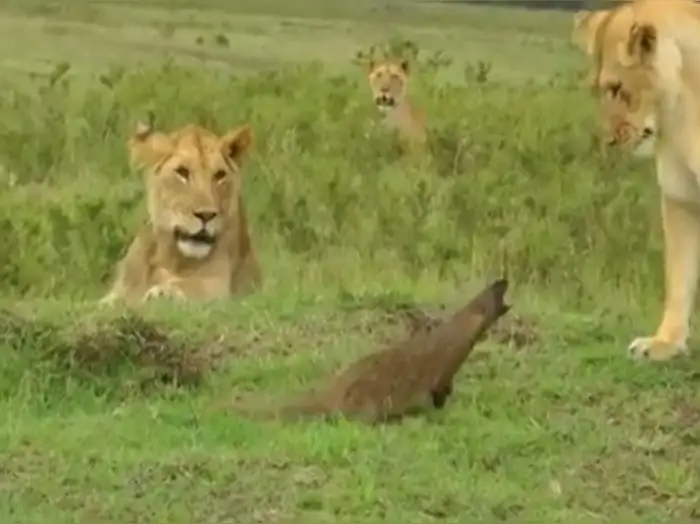 lion and mongoose fight video goes viral