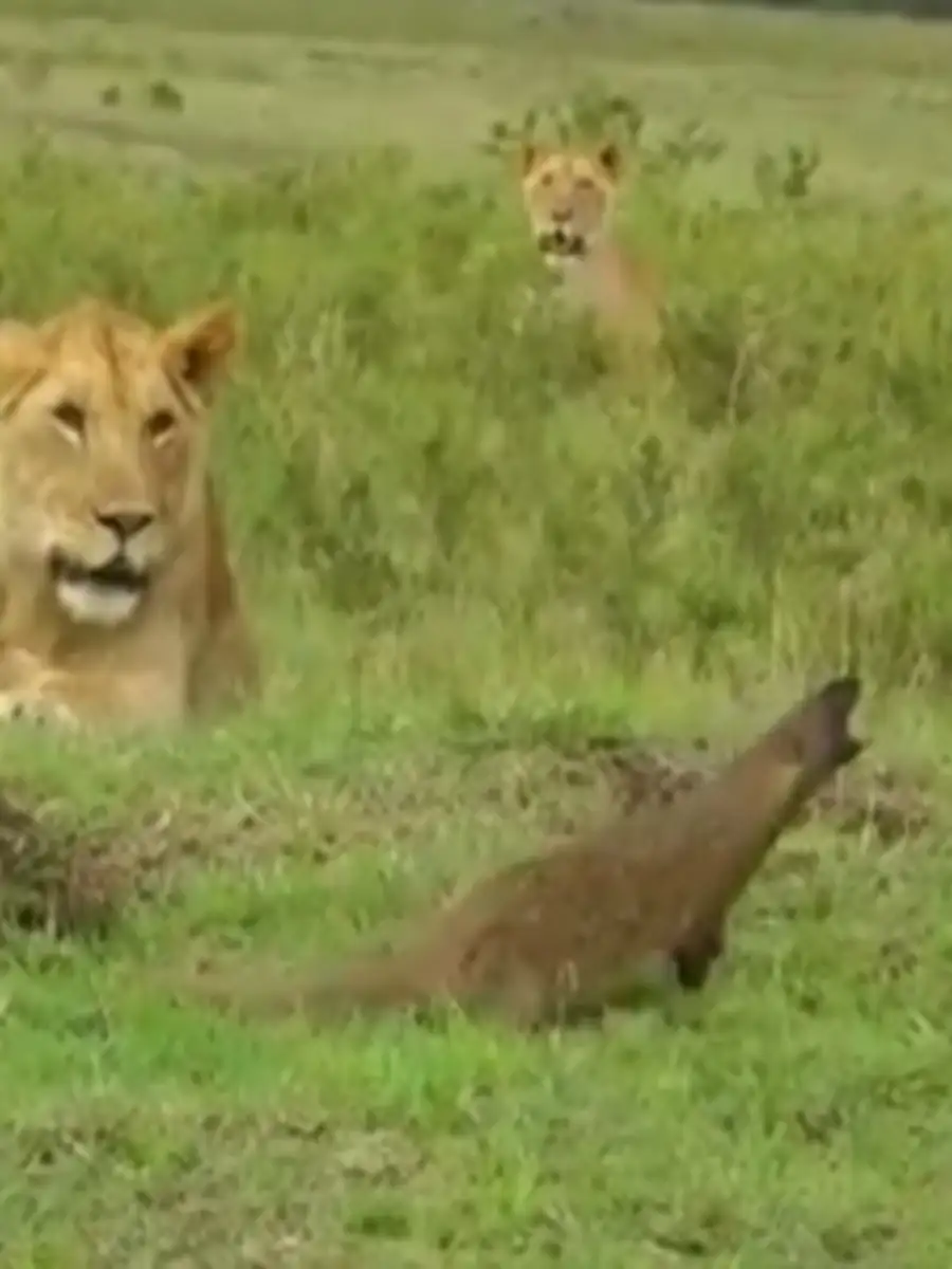 Lion And Mongoose Fight Video Goes Viral | Navbharat Times