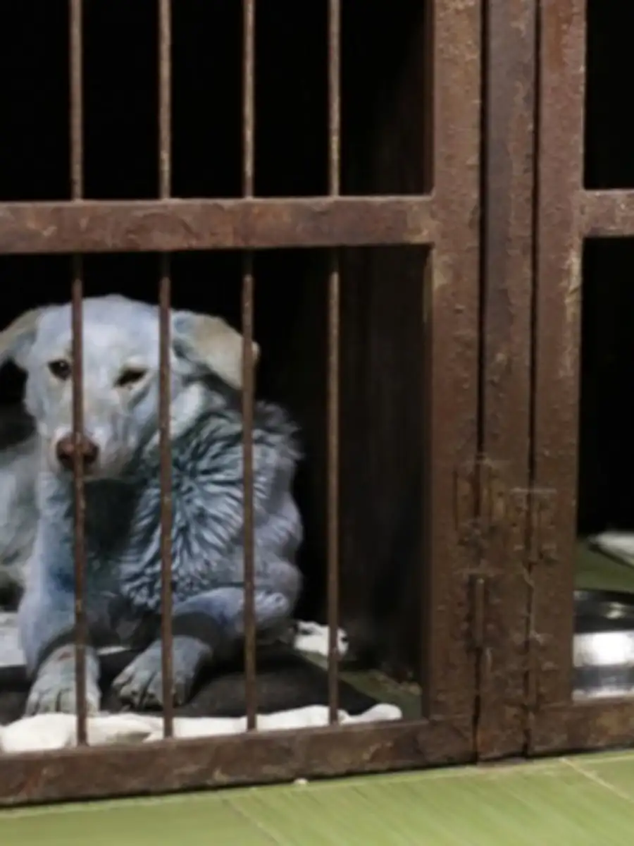 Blue dogs spotted in Russia | Pack of stray dogs with bright blue fur ...