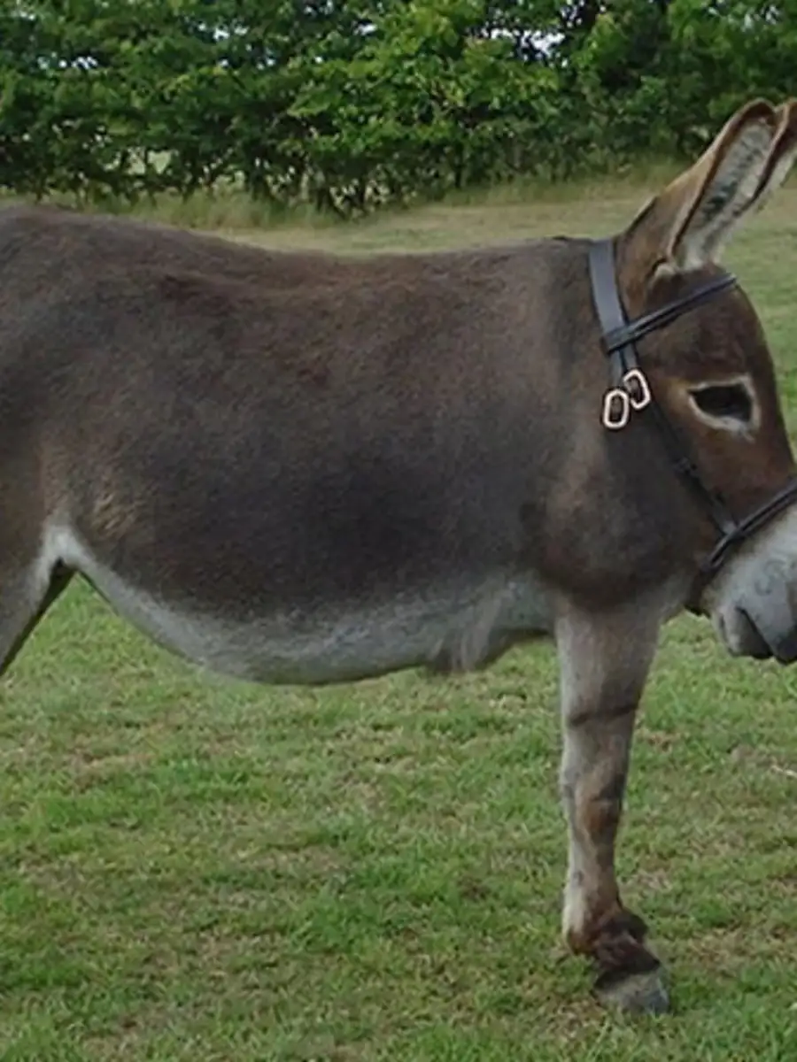 Nonecks Instagram Page Posts Funny Photoshop Photos Of Neckless Animals ...