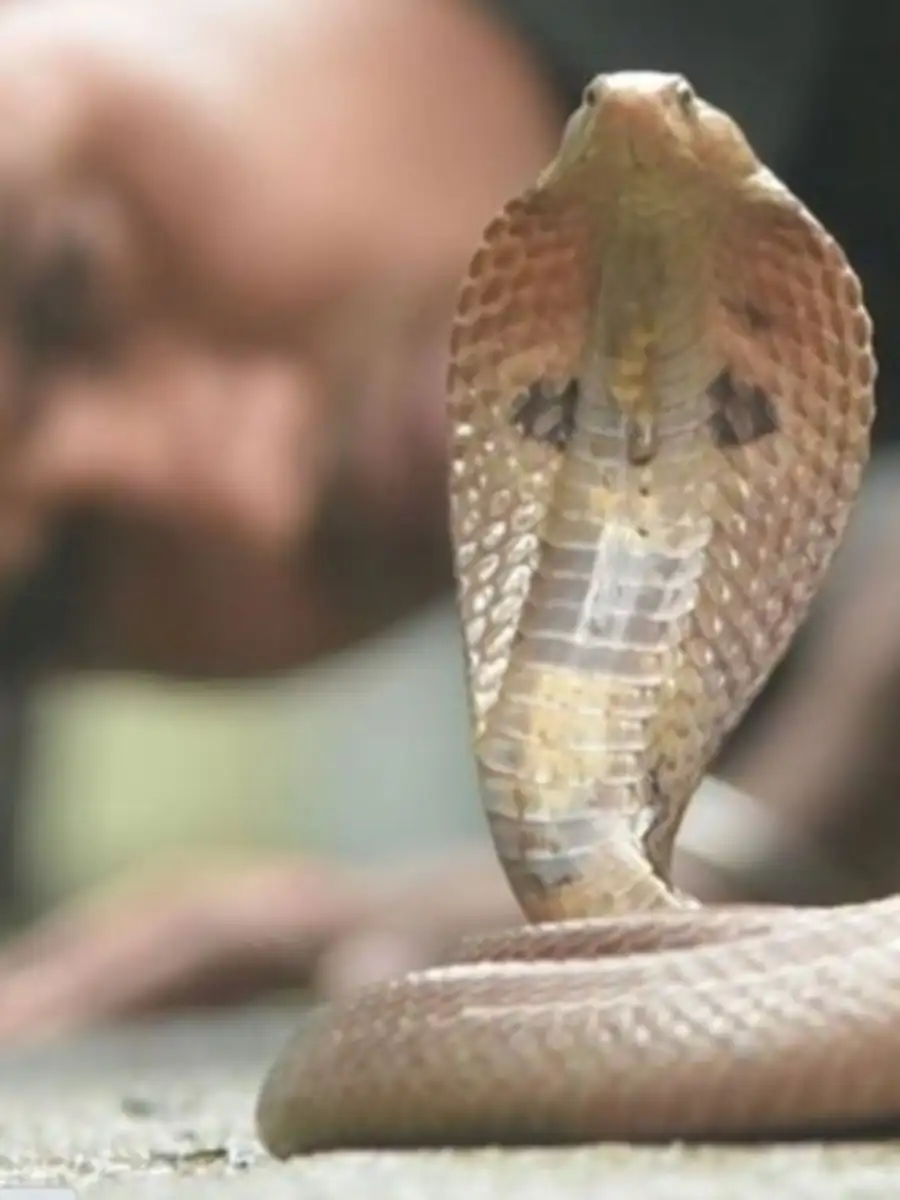 IFS officer shares rare picture of a king cobra eating another snake ...