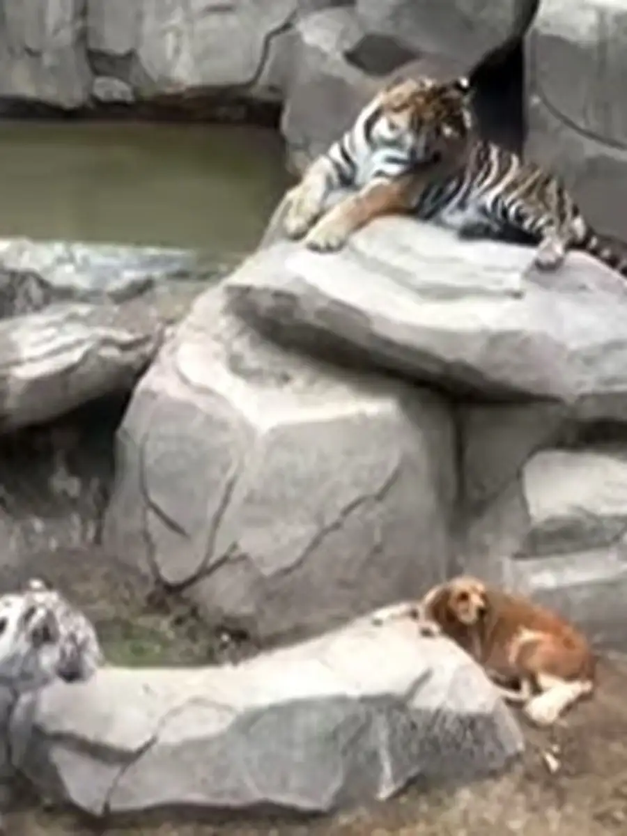 Tiger Vs Dog: What Happens When Dog Enters Tigers Cage Watch Viral ...