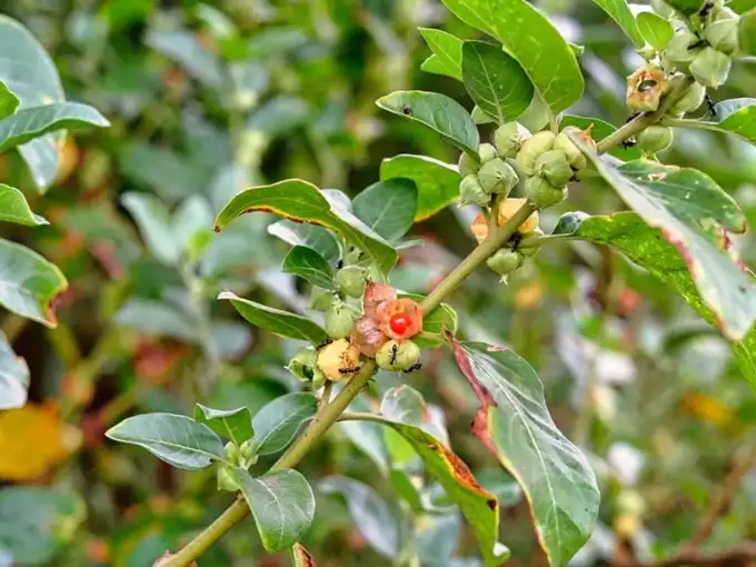 पनीर डोडा भारत में कहां से खरीद सकते हैं