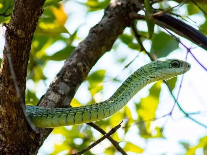 boomslang snake