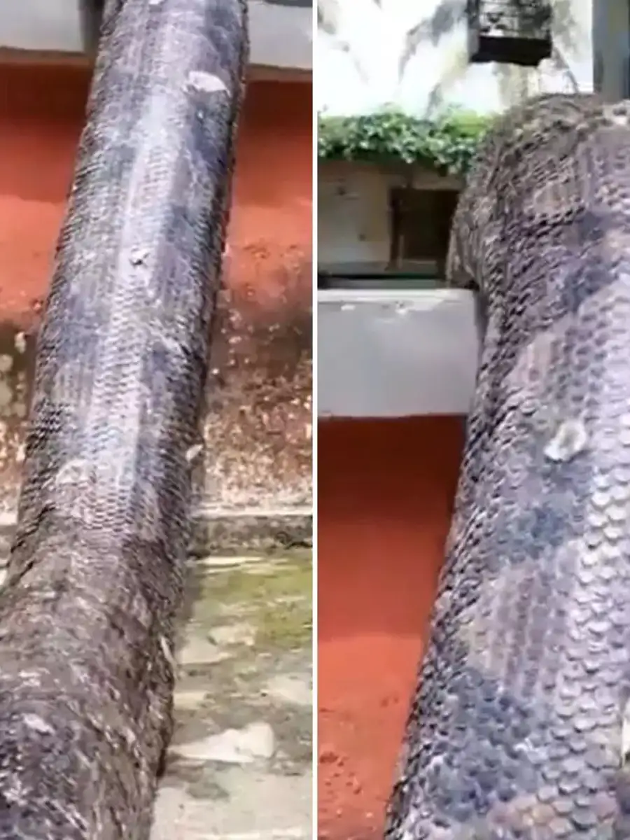 Huge Python Entering House viral video tweeple ask its real or not - घर ...