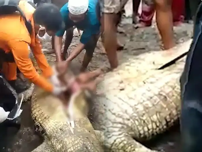 When the body of the crocodile was ripped out, the woman was swallowed ...