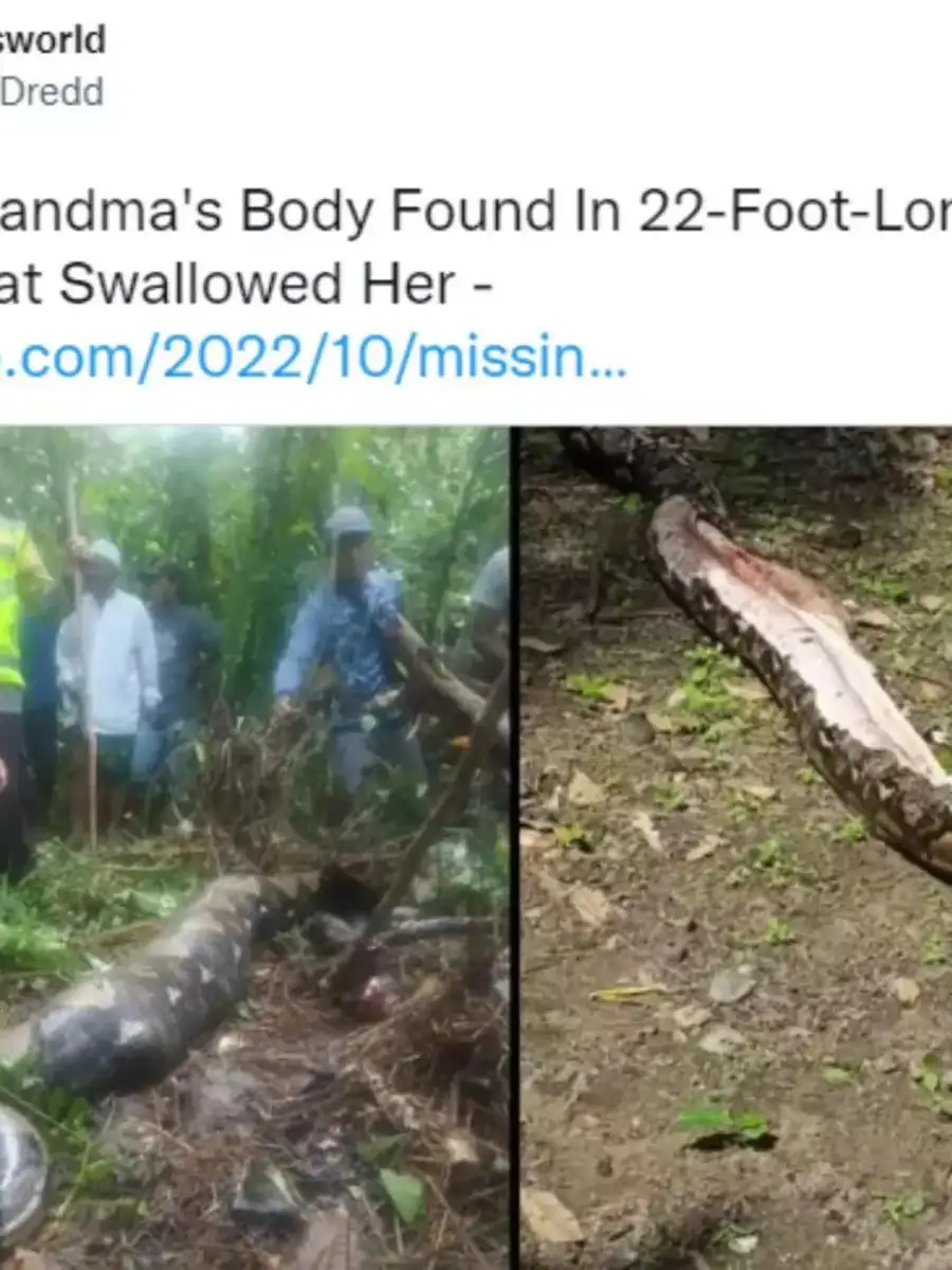 Indonesian woman swallowed alive by giant Python, Viral Video ...