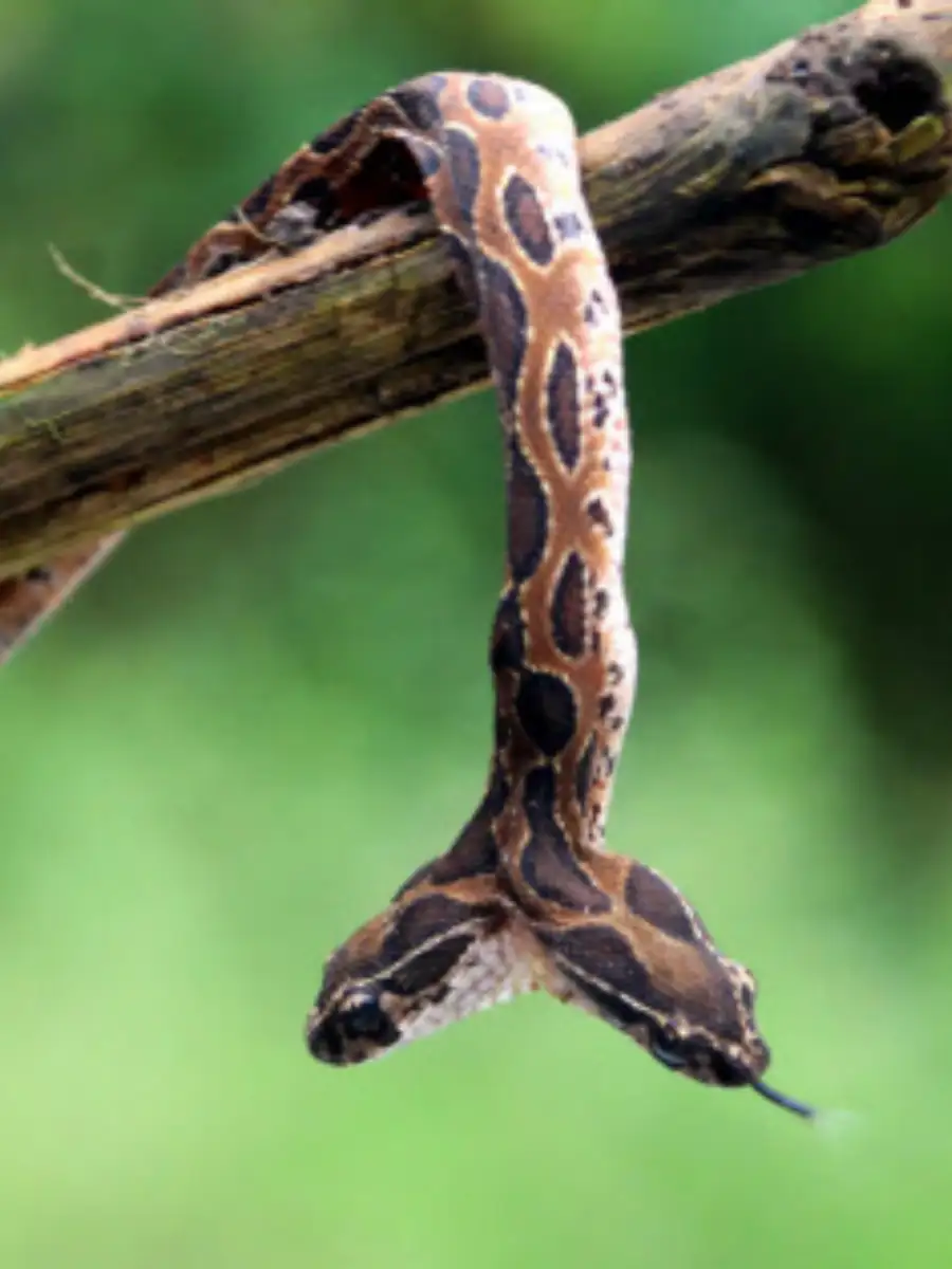 jungle news russell viper two headed snake rattlesnake Venomous Bite ...
