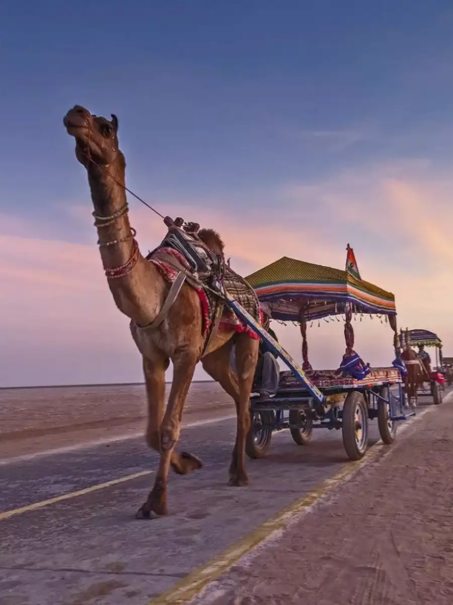 कच्छ, गुजरात - Kachh, Gujarat | Navbharat Times