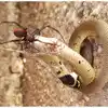 Spider Kills Snake,ఈ సాలెపురుగు యమ డేంజర్.. అంత పెద్ద పామును ఎలా చంపి ...