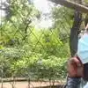 Sarus Crane,‘జూ’లో మిత్రుణ్ని చూడగానే ఆనందంతో డ్యాన్స్ చేసిన కొంగ ...