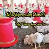 Environmentally Controlled Broiler Farm,Poultry Farm: 'ఈసీ' కోళ్ల ...