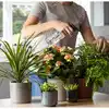 Make Plants Grow Faster At Home,ఈ పౌడర్‌ నీటిలో కలిపి చెట్లపై స్ప్రే ...
