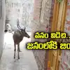 Deer In House,అడవిని విడిచి పట్టణంలోకి జింక.. ప్రాణ రక్షణ కోసం వీధుల్లో ...
