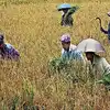 AP Govt Corn and Sorghum Paddy Collection from Farmers - ఏపీలో రైతులకు ...