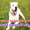Dangerous Dog Breeds,ఈ 23 జాతుల కుక్క‌లు చాలా డేంజర్.. వాటిని ...