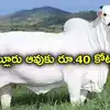 Nellore Cow Sold For Rs 40 Crores,Nellore Cow: నెల్లూరు ఆవు ప్రపంచ ...