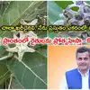 Jilledu Flowers Cost,జిల్లేడు పూలు అంత ఖరీదైనవా..? కేజీ ధర తెలిస్తే ...
