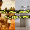 Dhiren Solanki,Donkey Milk: లీటర్ గాడిద పాలు రూ.7 వేలు.. నెలకు రూ.3 ...