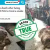Uttar Pradesh Woman Snake Bite,పాము కాటుకు గురైన మహిళను పేడ కుప్పలో ...