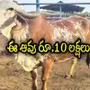 Andhra Pradesh Gir Cow Sold For Rs 10 Lakhs,అమ్మో.. ఈ ఆవు ధర అక్షరాలా ...