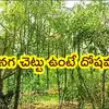 మునగ చెట్టు ఇంట్లో ఉండవచ్చా,Munaga Chettu : ఇంటి గుమ్మం ఎదురుగా మునగ ...