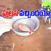 Andhra Pradesh Pulasa Season Started,ఆయ్.. గోదావరిలో ఈ సీజన్ తొలి 'పులస ...