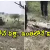 Jaguar Fighter Jet Crash,రాజస్థాన్‌లో కూలిన జాగ్వార్ యుద్ధ విమానం ...