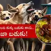 Stray Dogs Biryani Feeding Tenders,బెంగళూరు శునకాలది రాజా బతుకబ్బా ...