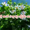 పారిజాత మొక్క మీ ఇంట్లో ఉంటే సాక్షాత్తు లక్ష్మీదేవి ఉన్నట్లే! అయితే ఈ ...