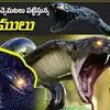 What Are Big Four Snakes,3 దేశాలకు ముచ్చెమటలు పట్టిస్తున్న 4 పాములు ...