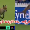 The Hundred League,లార్డ్స్ మైదానంలో నక్క హల్‌చల్.. గ్రౌండ్ మొత్తం ...