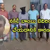 Mumbai Terror Scare,ముంబయి బాంబు బెదిరింపుల కేసులో షాకింగ్ ట్విస్ట్ ...