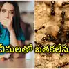 Ameenpur Ant Phobia Suicide,'ఈ చీమలతో బ్రతకటం నావల్ల కాదు..' చీమల భయంతో ...