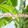అరటి చెట్టు ఇంట్లో పెంచుకోవచ్చా,అరటి చెట్టు ఇంట్లో పెంచుకోవచ్చా? ఏ ...